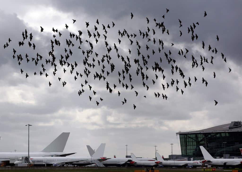 Balancing nature & security: wildlife & bird strike hazards - Uniting ...