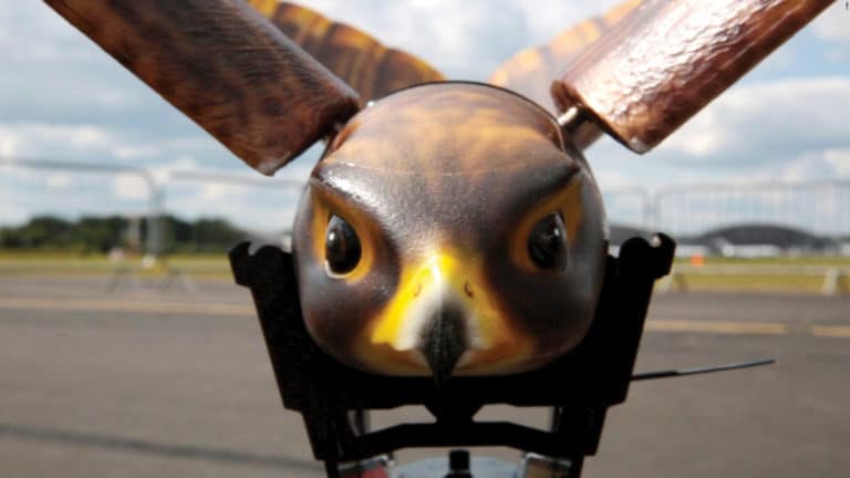 Balancing nature & security: wildlife & bird strike hazards - Uniting ...